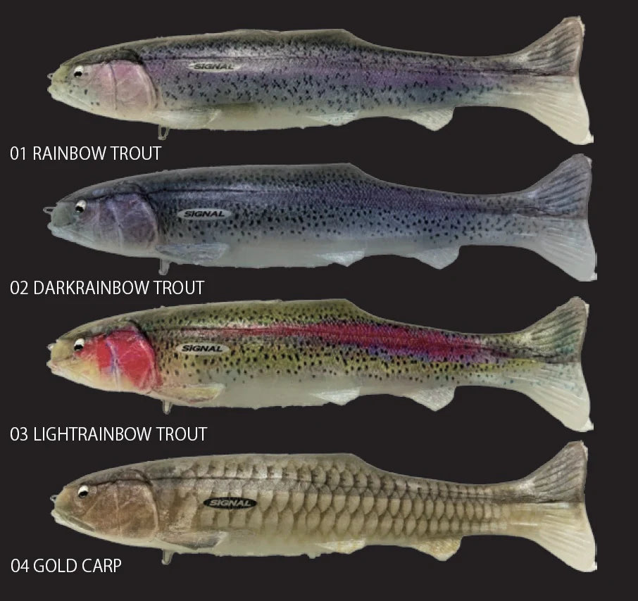 carp colouring pictures